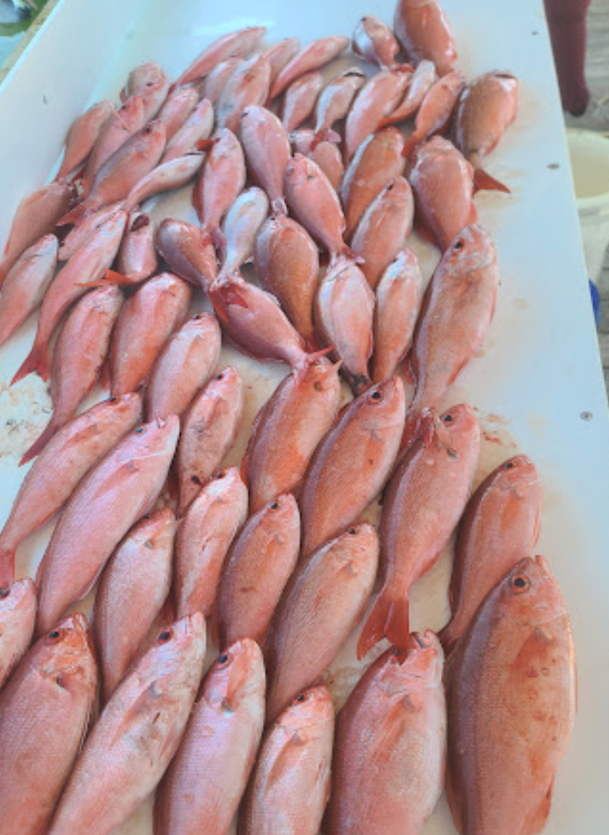Vermilion Snapper | WahooDat Fishing Charters